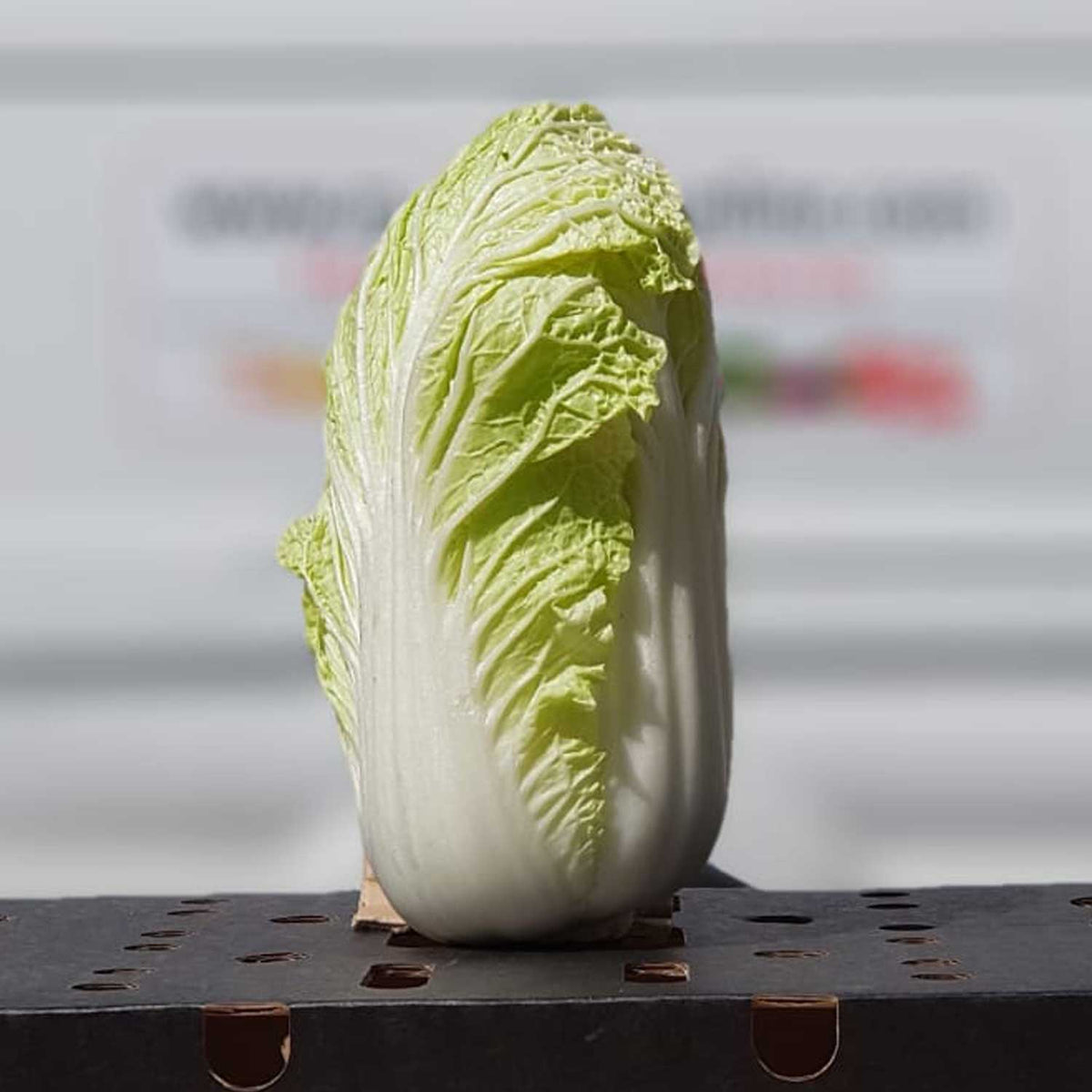 Chinese Leaf – Man Foods